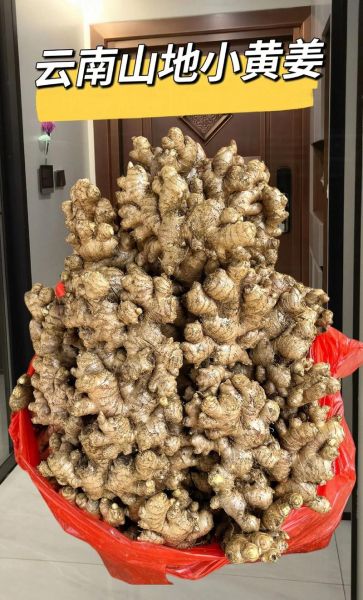 野生黄姜图片长什么样_野生黄姜的功效与作用-第3张图片-山城妙识