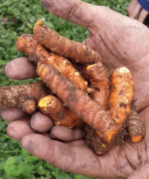 野生黄姜图片长什么样_野生黄姜的功效与作用-第2张图片-山城妙识