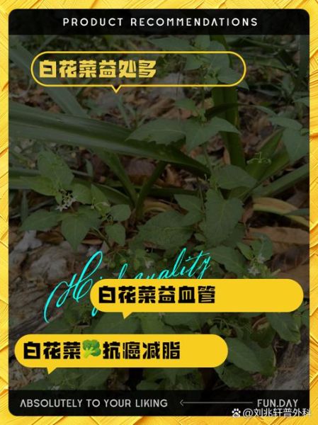 百花菜的功效与作用_百花菜怎么吃最养生-第3张图片-山城妙识 百花菜的功效与作用_百花菜怎么吃最养生-第3张图片-山城妙识