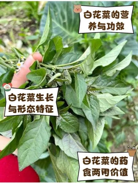 百花菜的功效与作用_百花菜怎么吃最养生-第2张图片-山城妙识 百花菜的功效与作用_百花菜怎么吃最养生-第2张图片-山城妙识