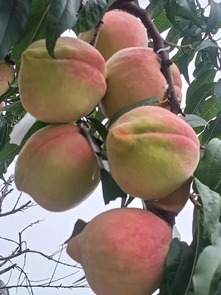 中华寿桃多少钱一斤_中华寿桃价格行情-第1张图片-山城妙识