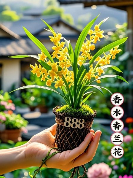 十大最香的花有哪些_如何挑选最香的花-第3张图片-山城妙识