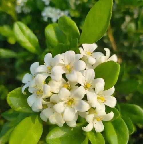 十大最香的花有哪些_如何挑选最香的花-第2张图片-山城妙识