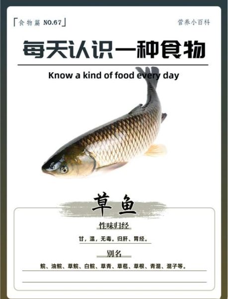 草鱼的营养价值及功效与作用禁忌_草鱼适合什么人吃-第1张图片-山城妙识
