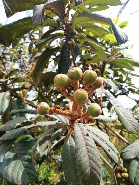 野枇杷的功效与作用_野枇杷怎么吃最好-第1张图片-山城妙识