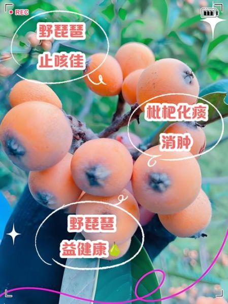 野枇杷的功效与作用_野枇杷怎么吃最好-第2张图片-山城妙识