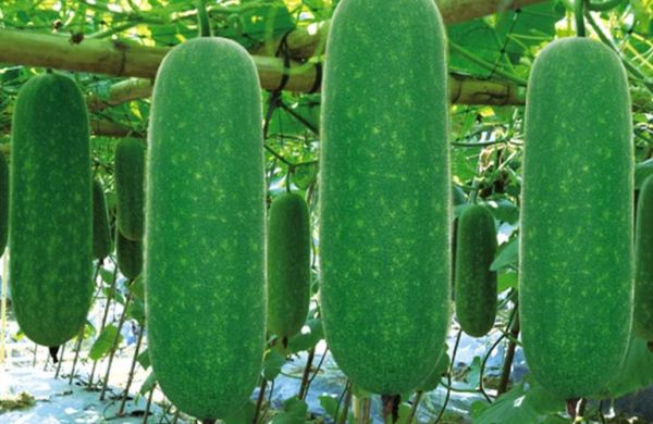 节瓜是什么_节瓜和冬瓜的区别-第2张图片-山城妙识