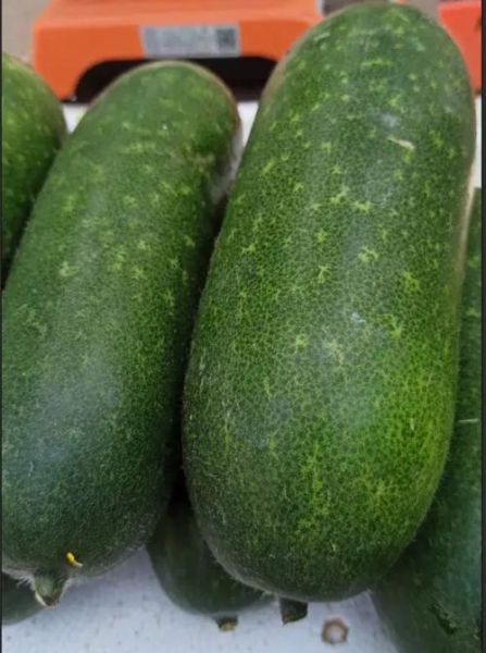 节瓜是什么_节瓜和冬瓜的区别-第3张图片-山城妙识