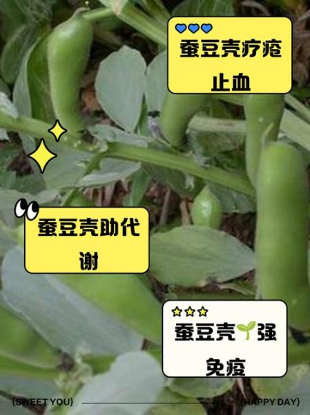 常吃蚕豆有什么好处_蚕豆的营养价值与功效-第3张图片-山城妙识