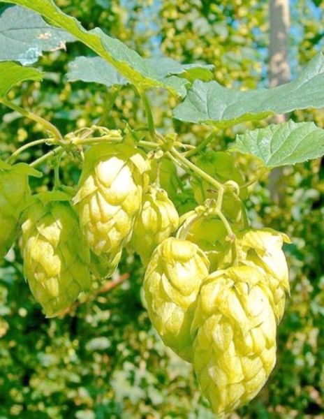 啤酒花长什么样_啤酒花图片怎么辨别-第3张图片-山城妙识