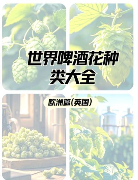 啤酒花长什么样_啤酒花图片怎么辨别-第2张图片-山城妙识