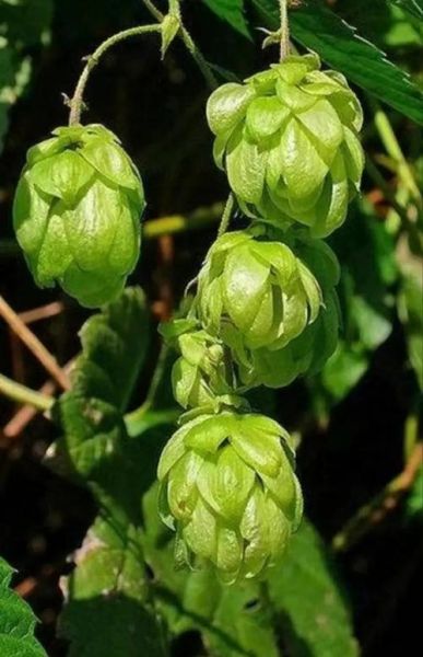 啤酒花长什么样_啤酒花图片怎么辨别-第1张图片-山城妙识