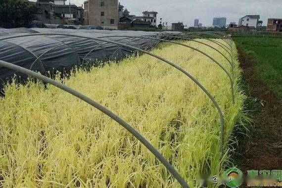 韭黄什么时候种最合适_韭黄种植方法全过程-第1张图片-山城妙识