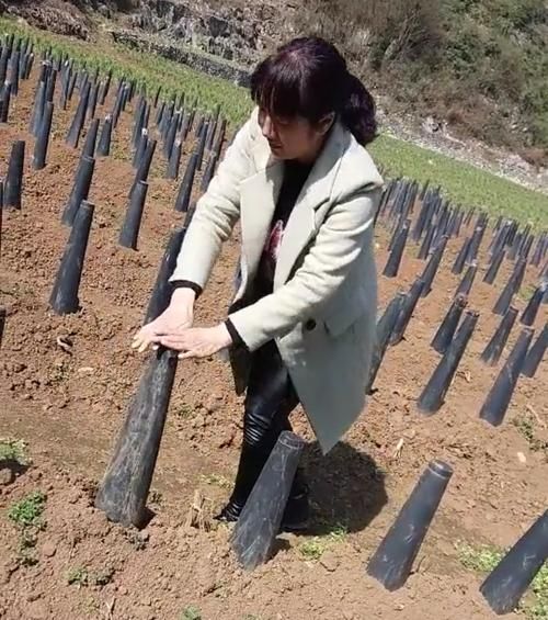 韭黄什么时候种最合适_韭黄种植方法全过程-第3张图片-山城妙识