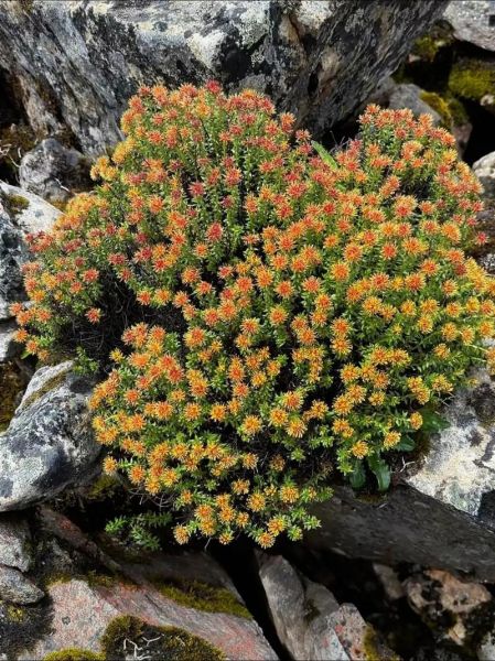 红景天图片大图_红景天功效与作用-第1张图片-山城妙识