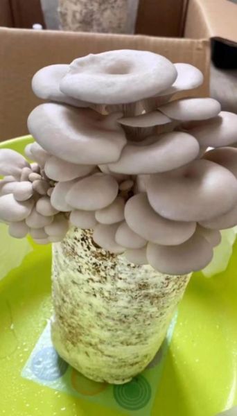 平菇栽培技术视频教程_平菇种植新手常见问题-第3张图片-山城妙识
