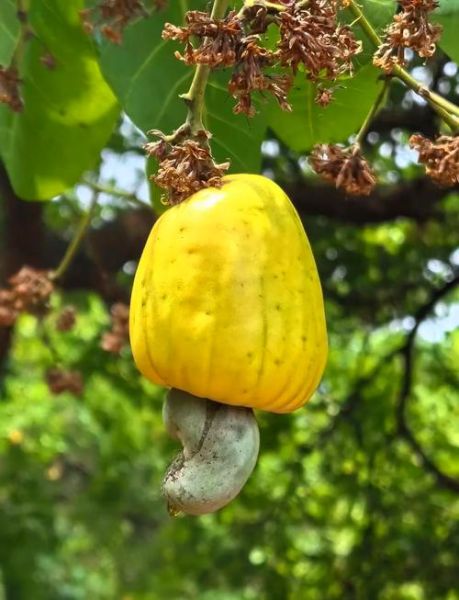 腰果公考怎么样_腰果公考值得报吗-第1张图片-山城妙识 腰果公考怎么样_腰果公考值得报吗-第1张图片-山城妙识