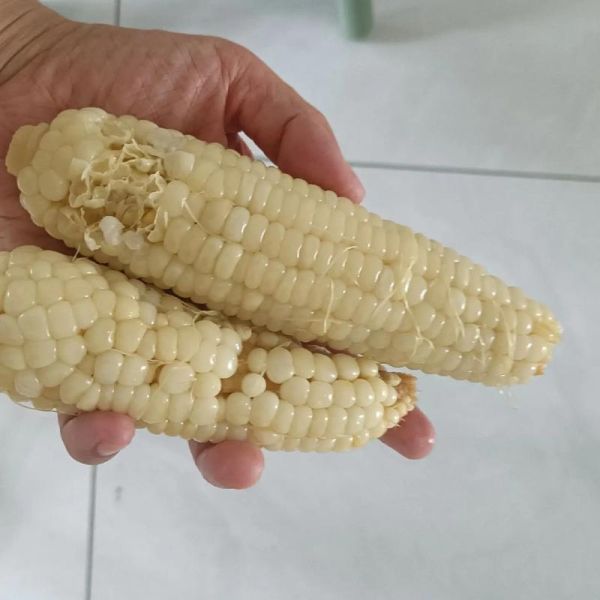 玉米煮久了会变老吗_怎么煮才更嫩-第2张图片-山城妙识 玉米煮久了会变老吗_怎么煮才更嫩-第2张图片-山城妙识