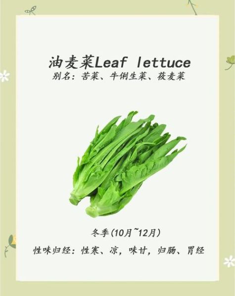 哪些人不宜吃油麦菜_油麦菜禁忌人群-第3张图片-山城妙识