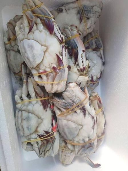 刚死的梭子蟹怎么保存才新鲜_冷冻还是冷藏-第2张图片-山城妙识 刚死的梭子蟹怎么保存才新鲜_冷冻还是冷藏-第2张图片-山城妙识