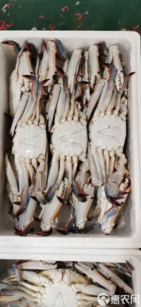 刚死的梭子蟹怎么保存才新鲜_冷冻还是冷藏-第3张图片-山城妙识 刚死的梭子蟹怎么保存才新鲜_冷冻还是冷藏-第3张图片-山城妙识