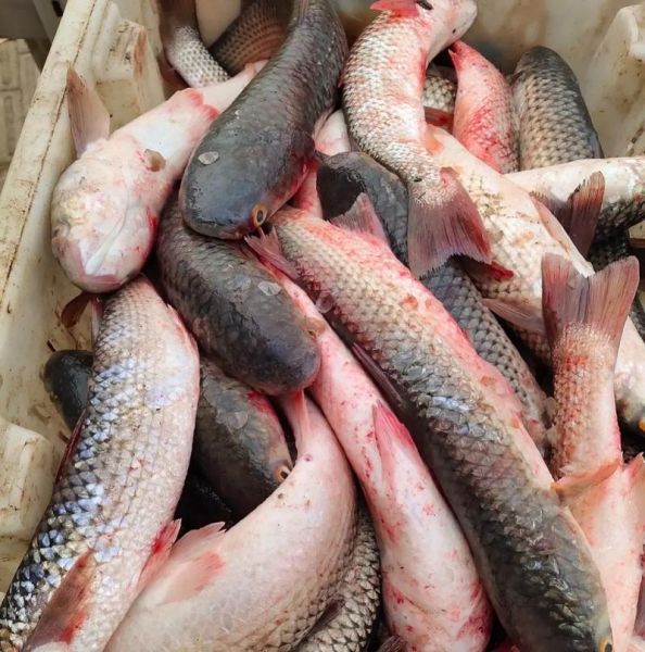 海梭鱼和海水梭鱼区别图片_怎么分辨-第1张图片-山城妙识 海梭鱼和海水梭鱼区别图片_怎么分辨-第1张图片-山城妙识