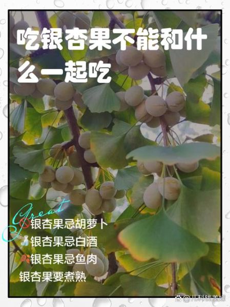 银杏果怎么吃最安全_银杏果的功效与作用禁忌-第1张图片-山城妙识