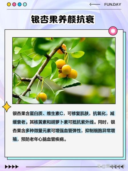 银杏果怎么吃最安全_银杏果的功效与作用禁忌-第2张图片-山城妙识