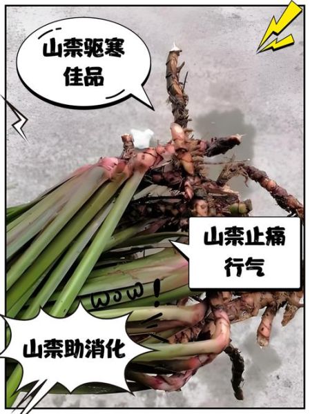 山奈的作用与功效_山奈怎么吃效果最好-第2张图片-山城妙识