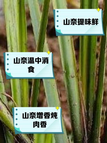 山奈的作用与功效_山奈怎么吃效果最好-第3张图片-山城妙识