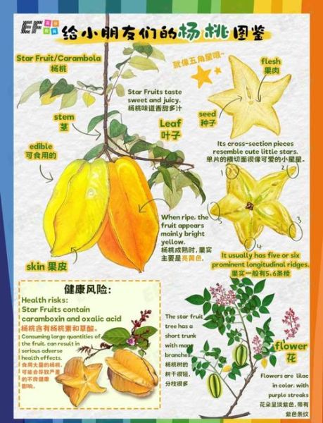 杨桃英语怎么说_杨桃英文发音怎么读-第1张图片-山城妙识