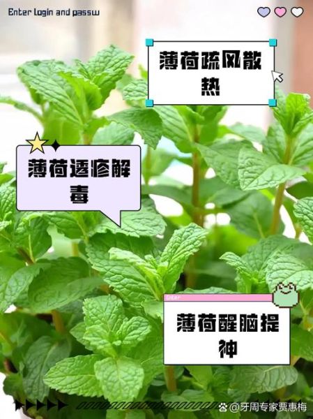 新鲜薄荷叶泡水禁忌_哪些人不能喝-第3张图片-山城妙识