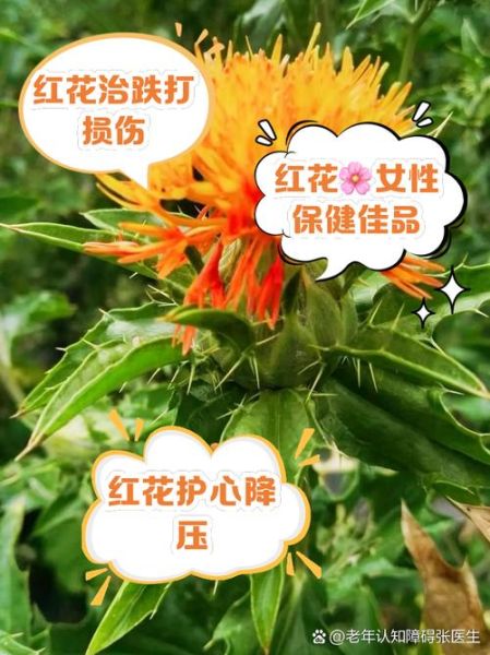 红花的作用和功效_红花怎么用效果最好-第2张图片-山城妙识