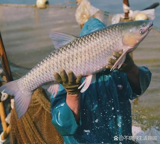 脆皖鱼为什么这么脆_脆皖鱼口感秘密-第1张图片-山城妙识 脆皖鱼为什么这么脆_脆皖鱼口感秘密-第1张图片-山城妙识