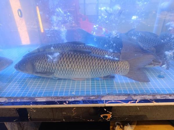 脆皖鱼为什么这么脆_脆皖鱼口感秘密-第3张图片-山城妙识 脆皖鱼为什么这么脆_脆皖鱼口感秘密-第3张图片-山城妙识