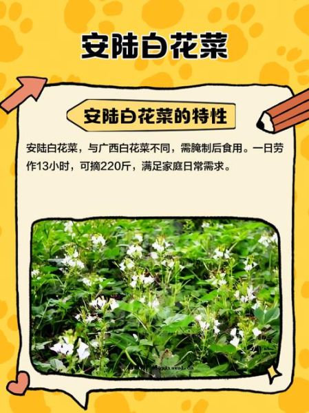 白花菜什么人不能吃_白花菜禁忌与副作用-第3张图片-山城妙识