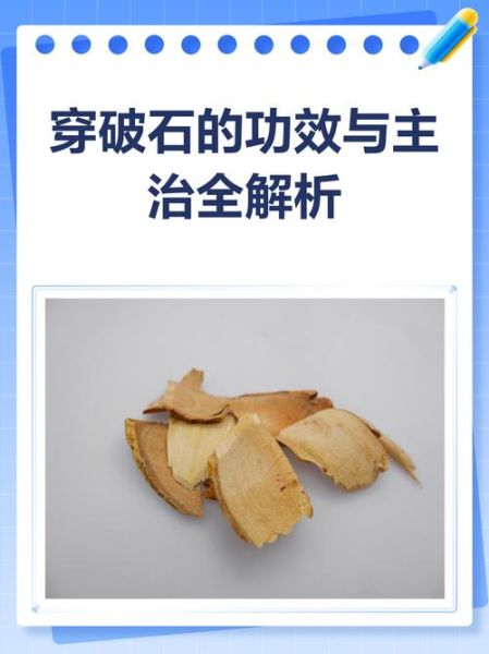 穿破石的功效与作用_穿破石能治疗什么病-第1张图片-山城妙识