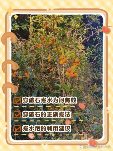 穿破石的功效与作用_穿破石能治疗什么病-第2张图片-山城妙识