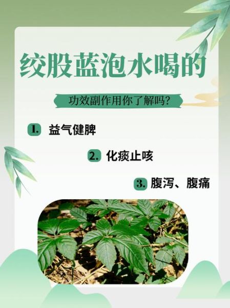 绞股蓝茶的功效与作用_绞股蓝茶哪些人不能喝-第2张图片-山城妙识
