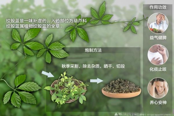 绞股蓝茶的功效与作用_绞股蓝茶哪些人不能喝-第3张图片-山城妙识