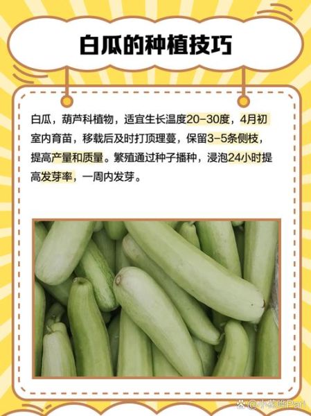 白瓜图片蔬菜_白瓜和冬瓜的区别-第3张图片-山城妙识 白瓜图片蔬菜_白瓜和冬瓜的区别-第3张图片-山城妙识