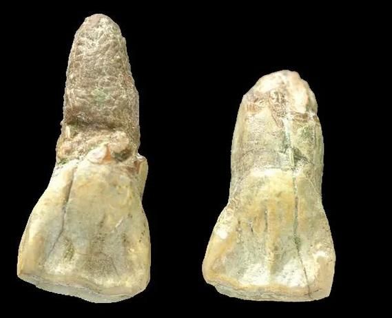 元谋人图片_元谋人化石年代-第1张图片-山城妙识