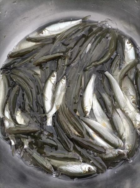 红眼鱼多少钱一斤_红眼鱼价格影响因素-第1张图片-山城妙识