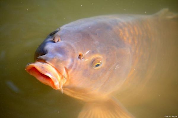 红眼鱼多少钱一斤_红眼鱼价格影响因素-第3张图片-山城妙识