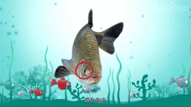 红眼鱼多少钱一斤_红眼鱼价格影响因素-第2张图片-山城妙识