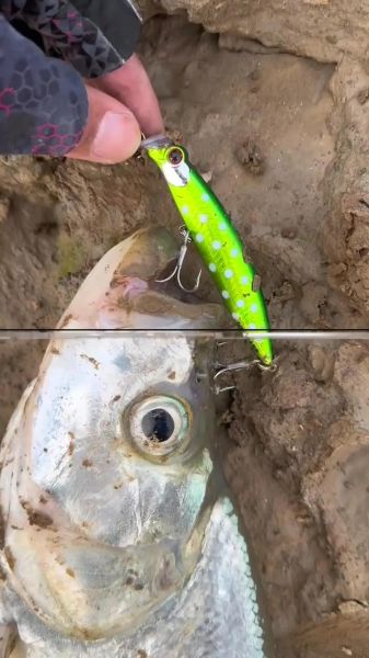 路亚翘嘴怎么选饵_翘嘴一天中什么时候开口-第2张图片-山城妙识 路亚翘嘴怎么选饵_翘嘴一天中什么时候开口-第2张图片-山城妙识