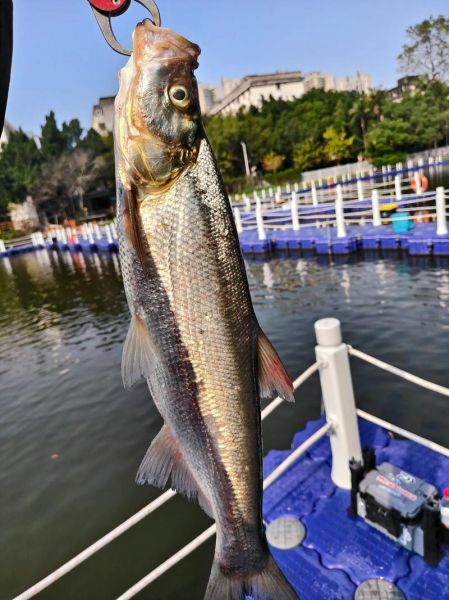 路亚翘嘴怎么选饵_翘嘴一天中什么时候开口-第3张图片-山城妙识 路亚翘嘴怎么选饵_翘嘴一天中什么时候开口-第3张图片-山城妙识