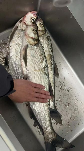 路亚翘嘴怎么选饵_翘嘴一天中什么时候开口-第1张图片-山城妙识 路亚翘嘴怎么选饵_翘嘴一天中什么时候开口-第1张图片-山城妙识