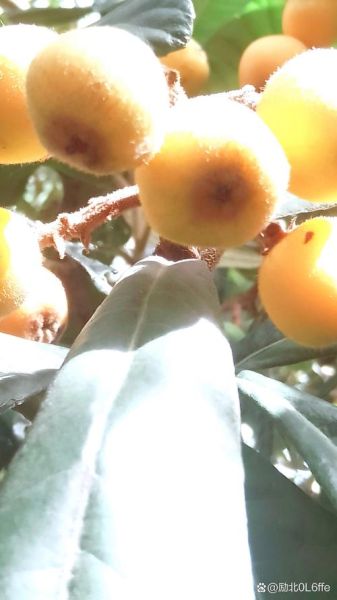 小满吃什么水果_小满节气水果推荐-第3张图片-山城妙识