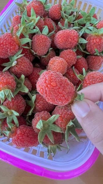 覆盆子酮是什么_覆盆子酮减肥真的有用吗-第3张图片-山城妙识